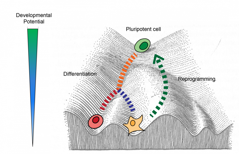 Research – Epigenetics control of cell identity